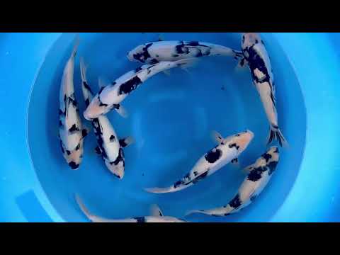 Nisai Shiro Utsuri – Edokoi